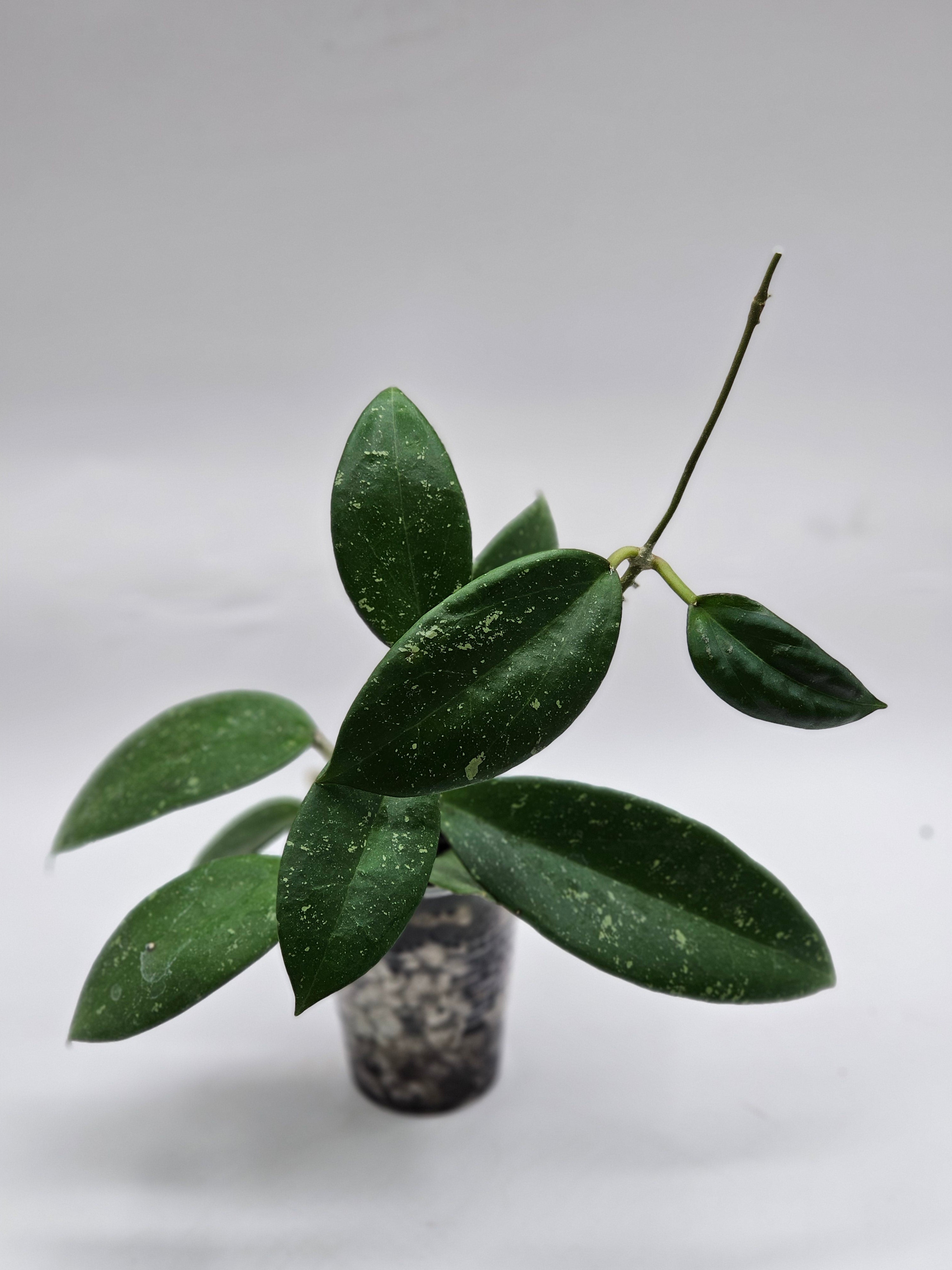 Hoya Rhm 921 Verticillata Cambodia X Epc 605 Plantgirlmagik
