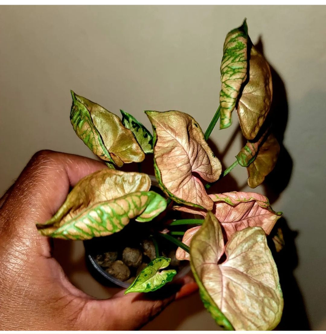 Collections – Plantgirlmagik
