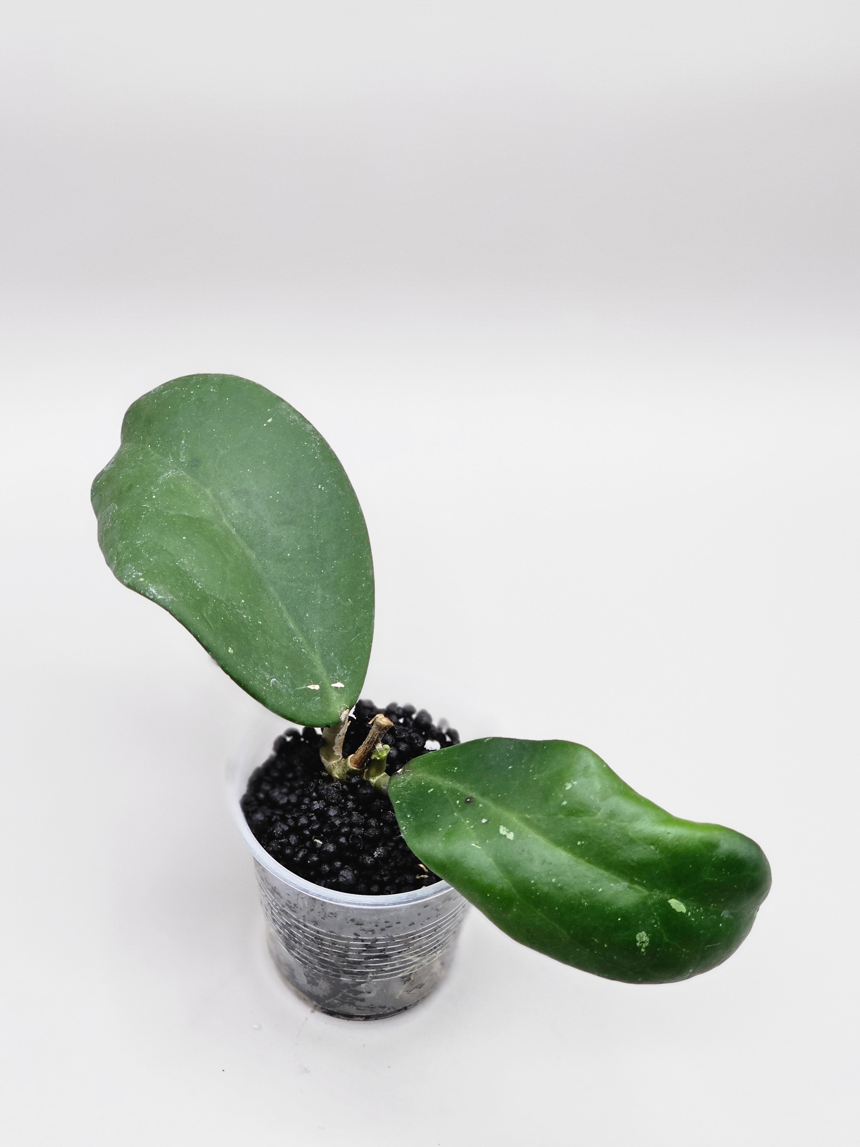 Hoya cv wonder – Plantgirlmagik