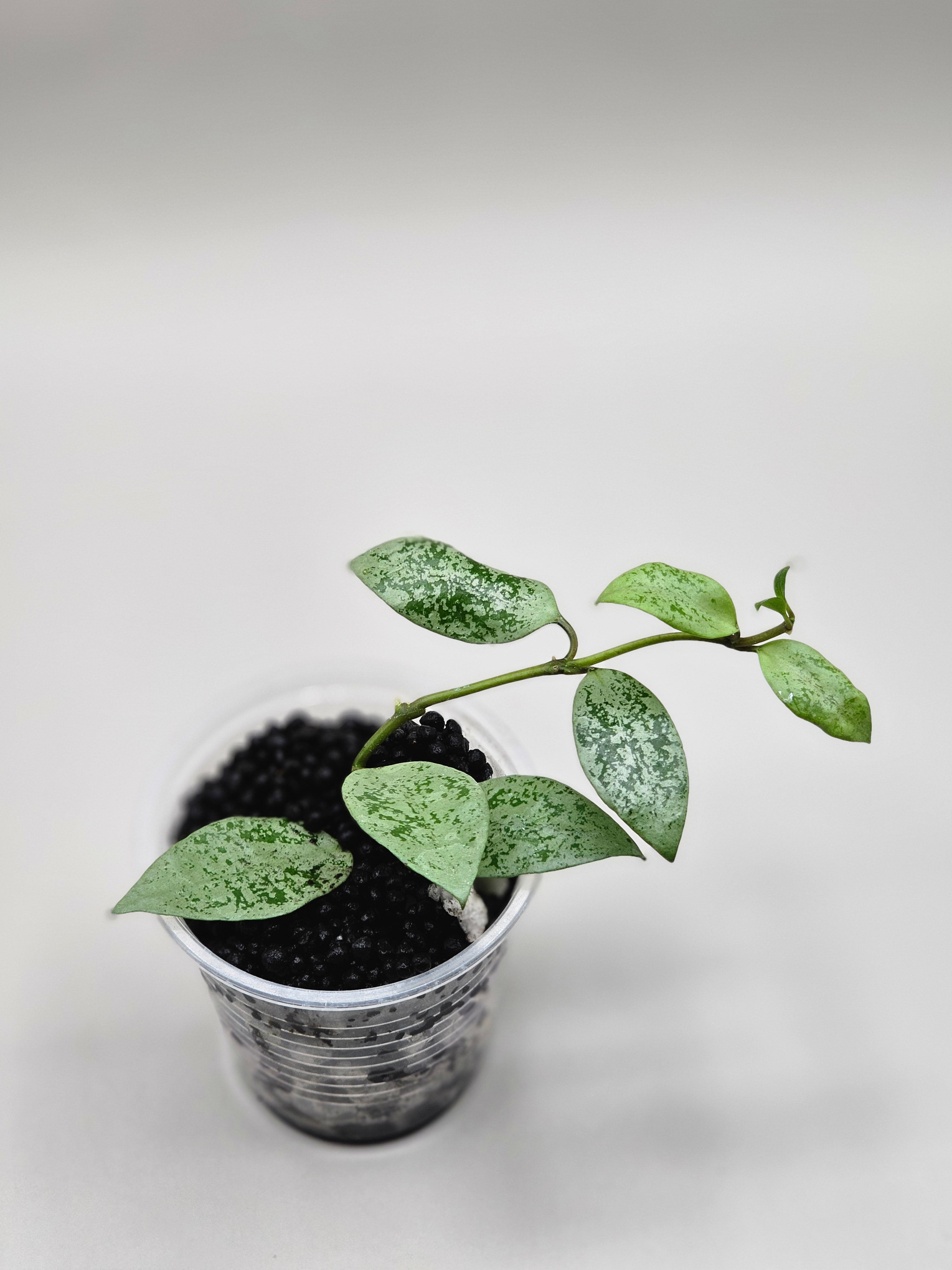 Hoya lacunosa 'silver lime' – Plantgirlmagik