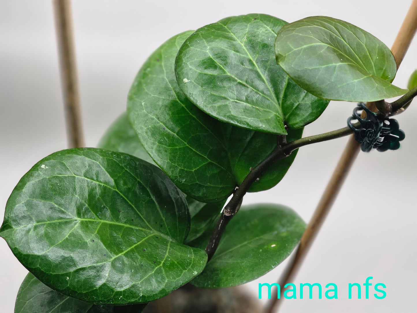 Hoya SS 37-03 'Rhiannon' cutting (1 node) – Plantgirlmagik