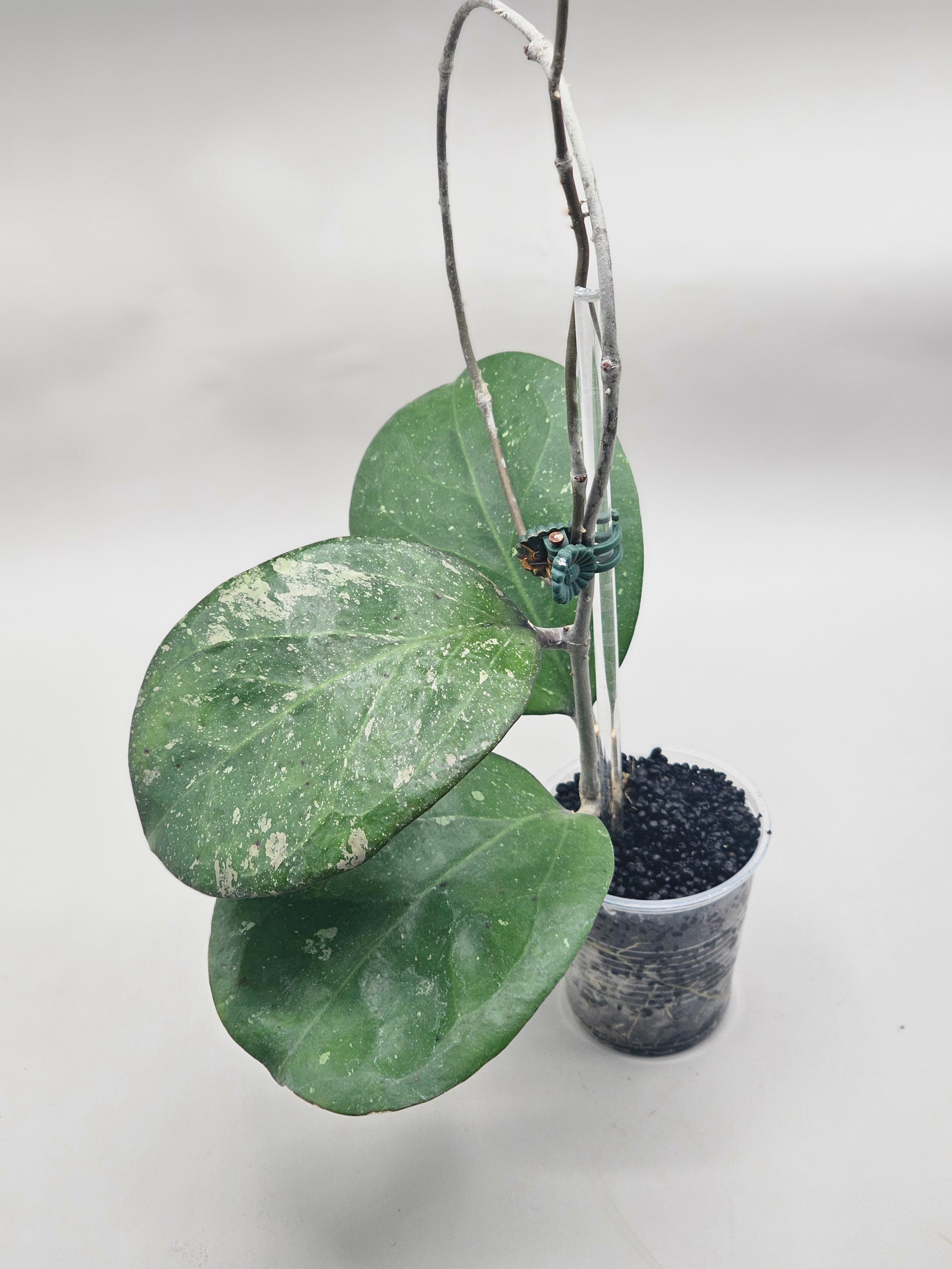 Hoya michele – Plantgirlmagik