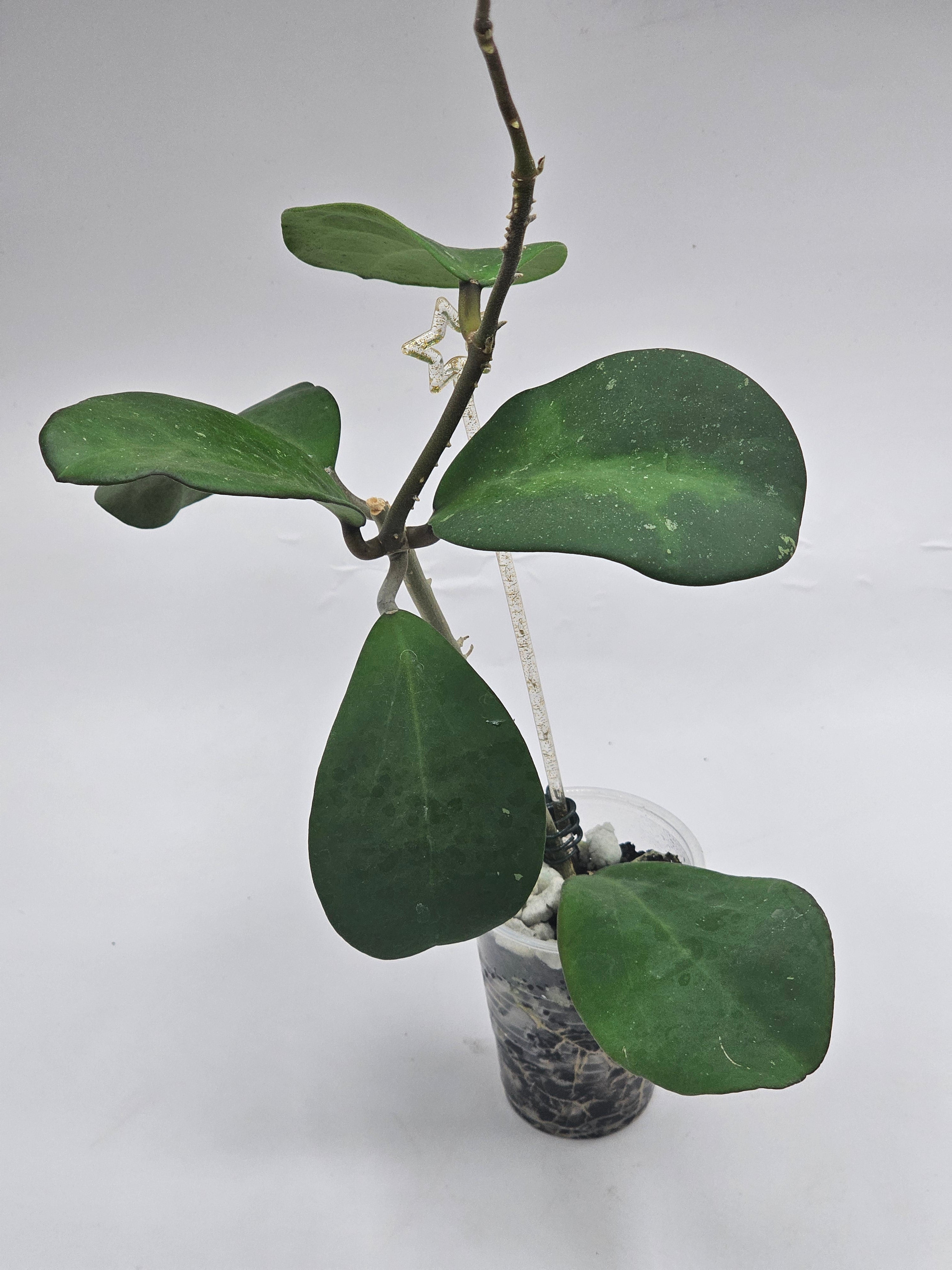 Hoya cv wonder – Plantgirlmagik