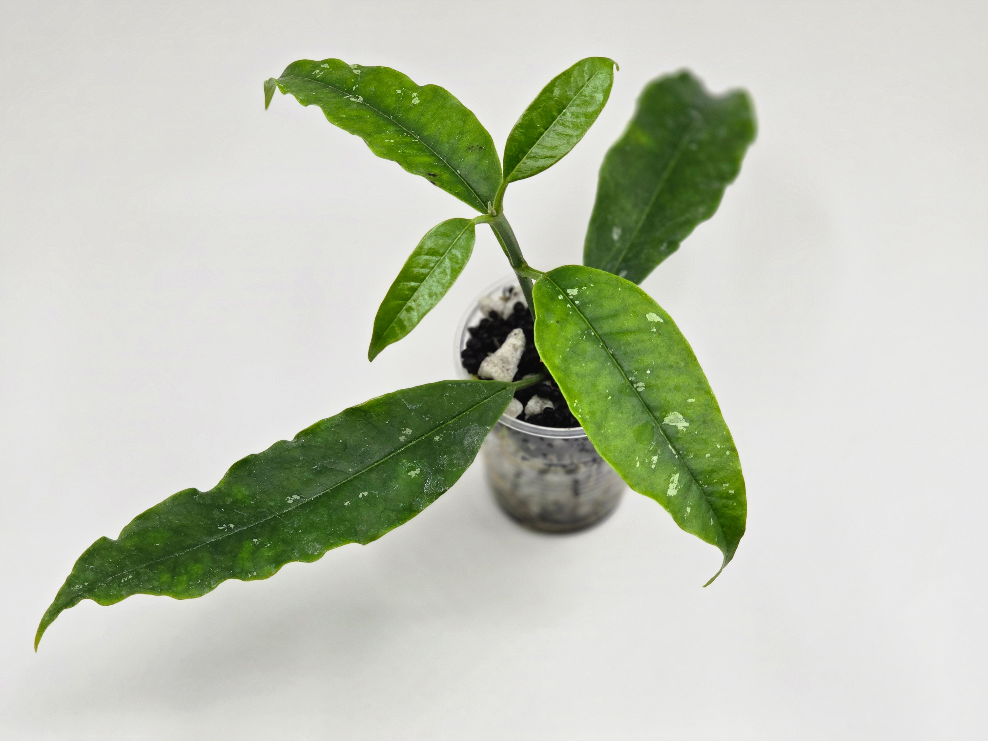 Hoya lockii – Plantgirlmagik