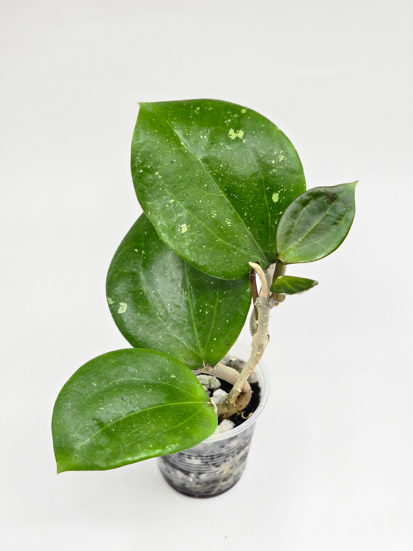 Hoya nap 10 – Plantgirlmagik