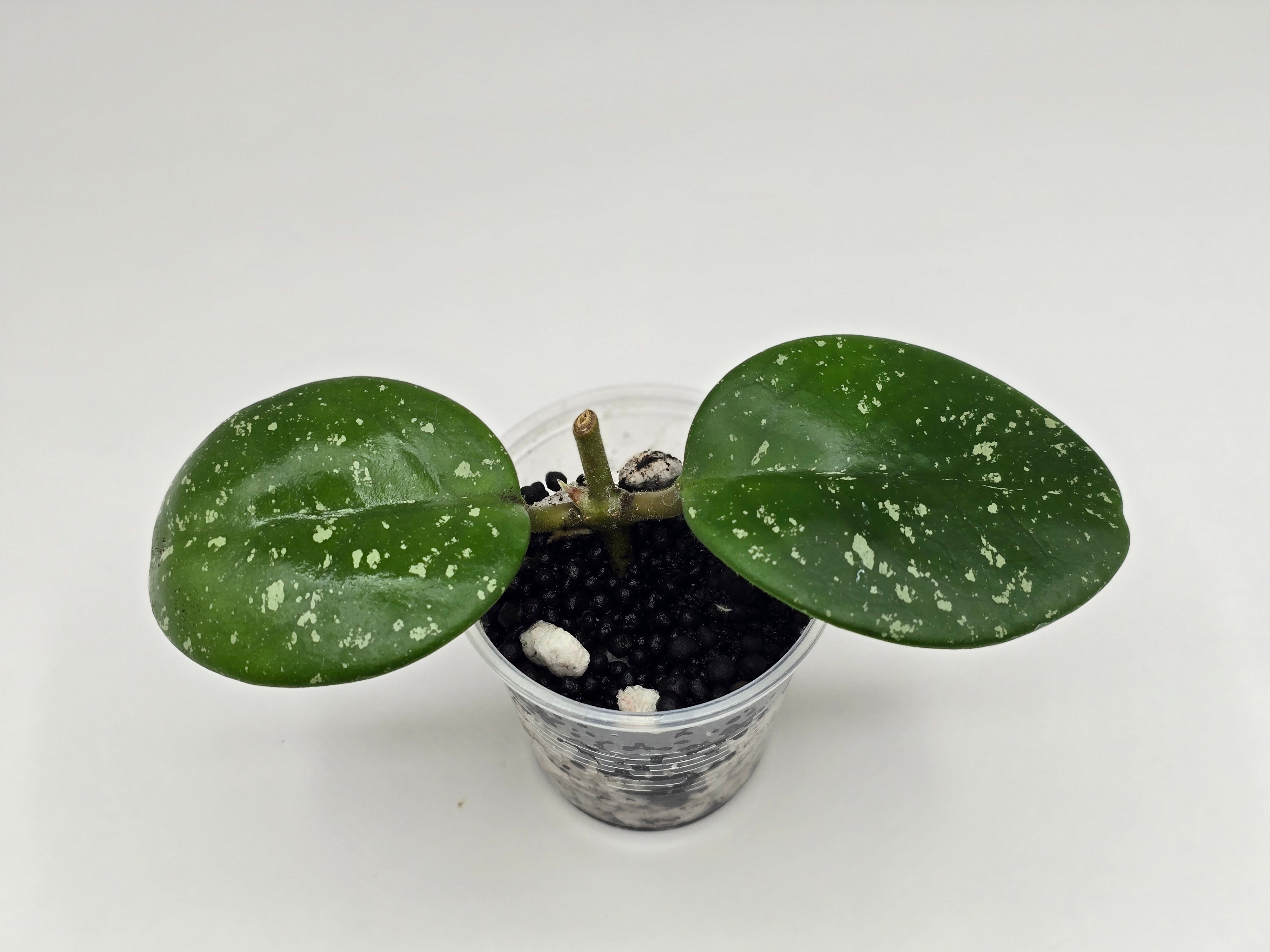 Hoya Mary alice – Plantgirlmagik